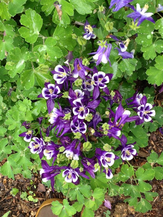Vegetable Pottage from Tudor England | Sarah Kennedy